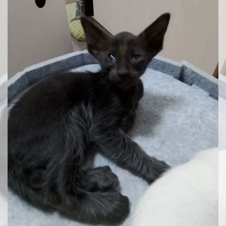 Ориентальный котёнок