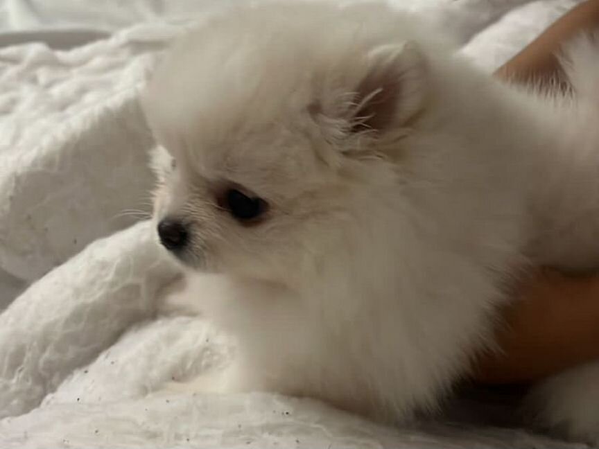 Щенок шпица