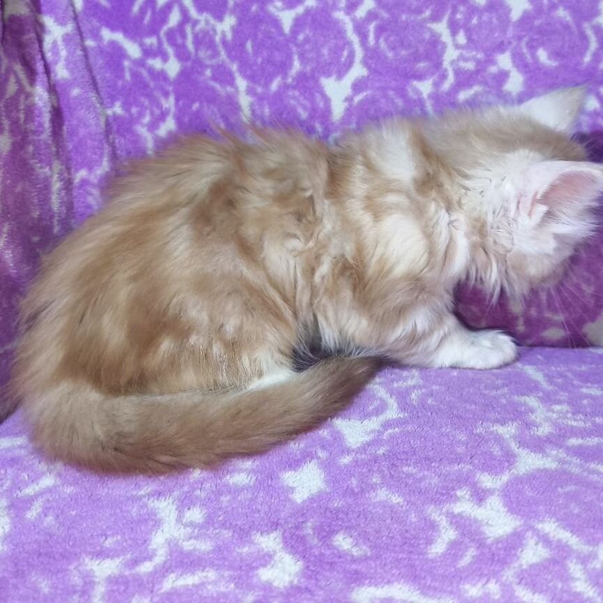 Мейн-кун котёнок