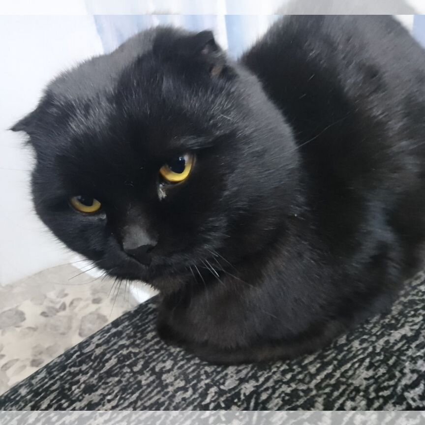 Кот в добые руки