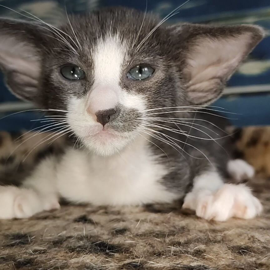 Ориенталы экстрим и современка