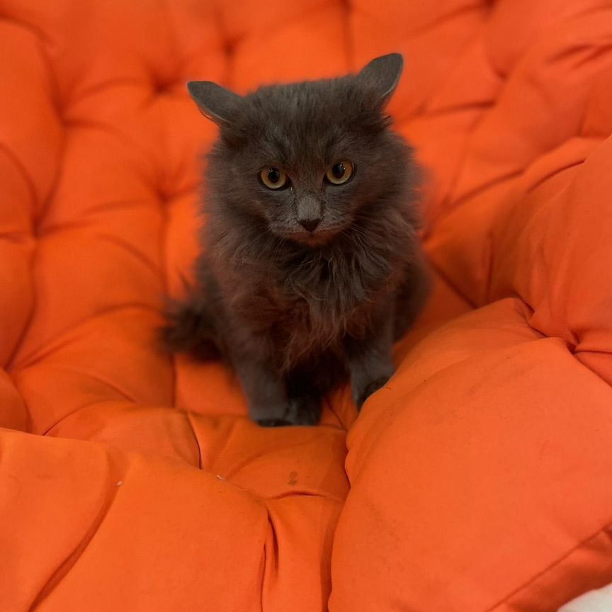 Котик в добрые руки