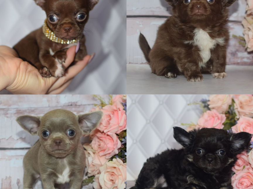 Чихуахуа прекрасные малыши