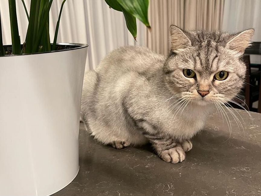 Спасенная с улицы кошка