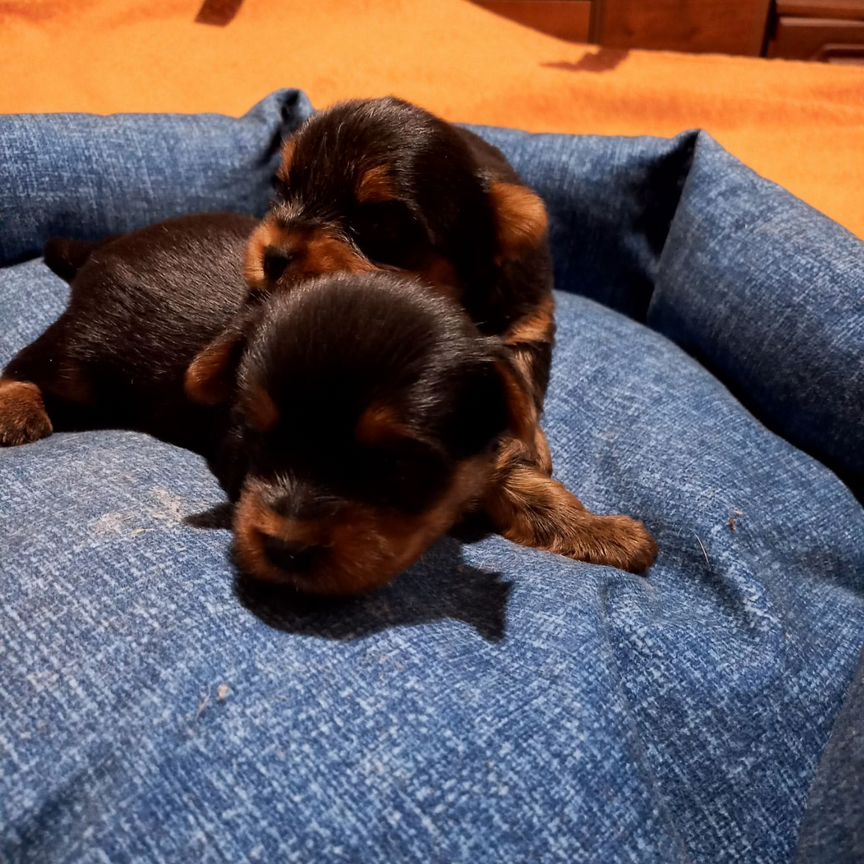 Йоркширский терьер щенки