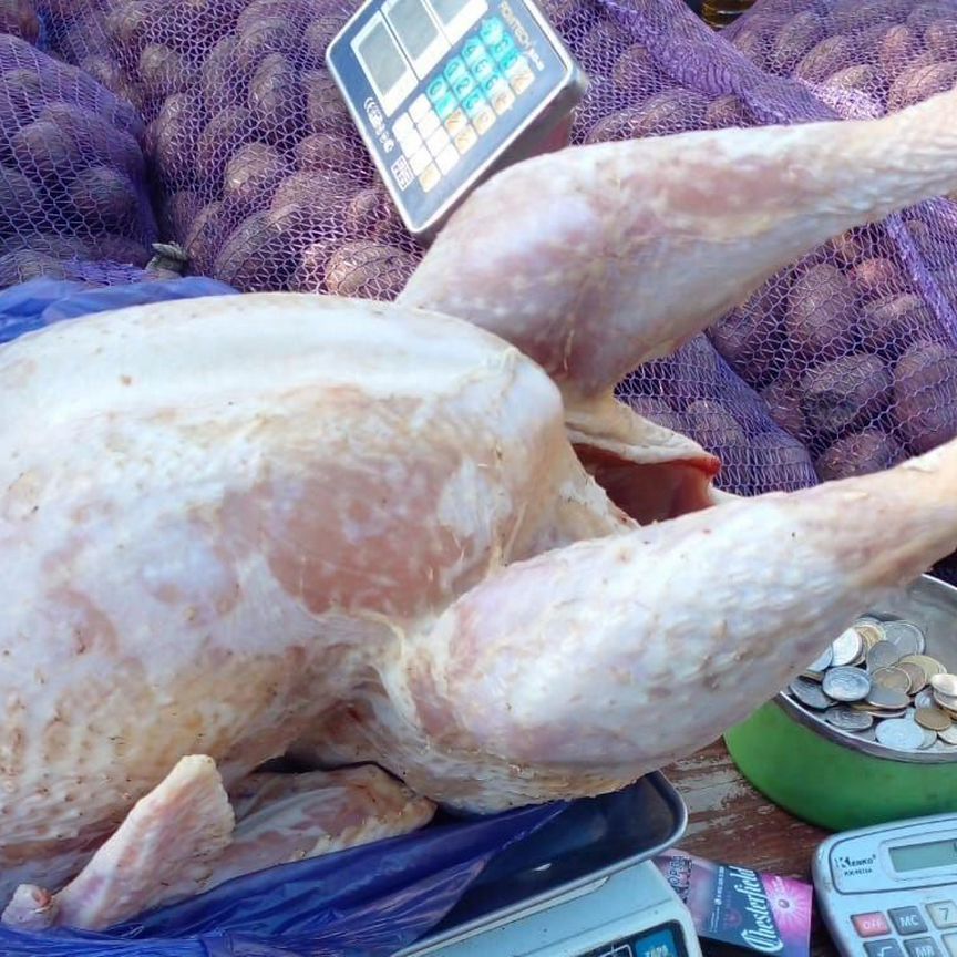 Индюки домашние живым весом и тушки