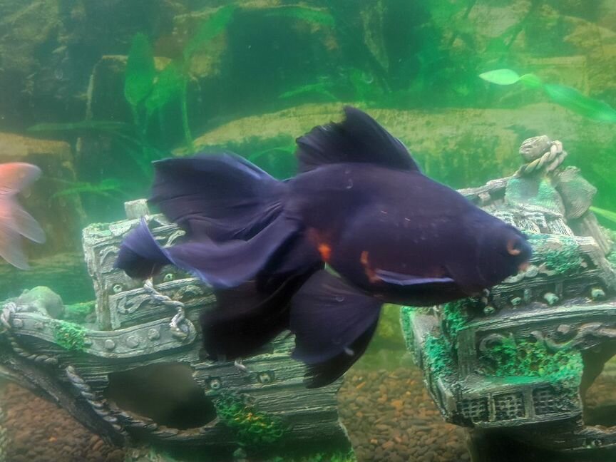 Три золотые рыбки