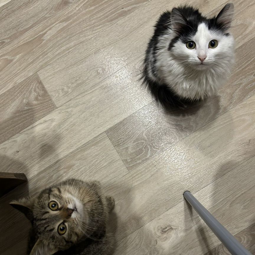Коты в добрые руки