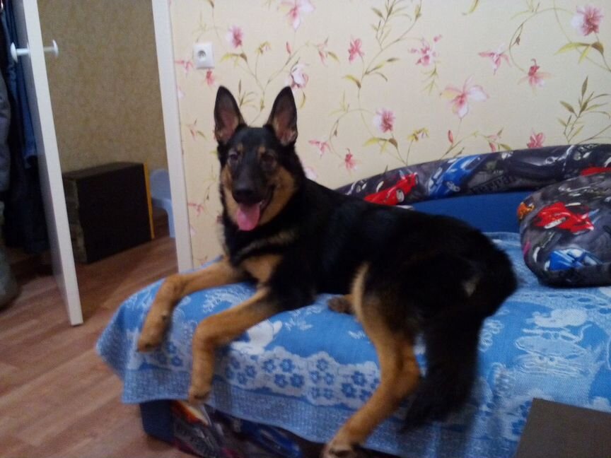 Немецкая овчарка