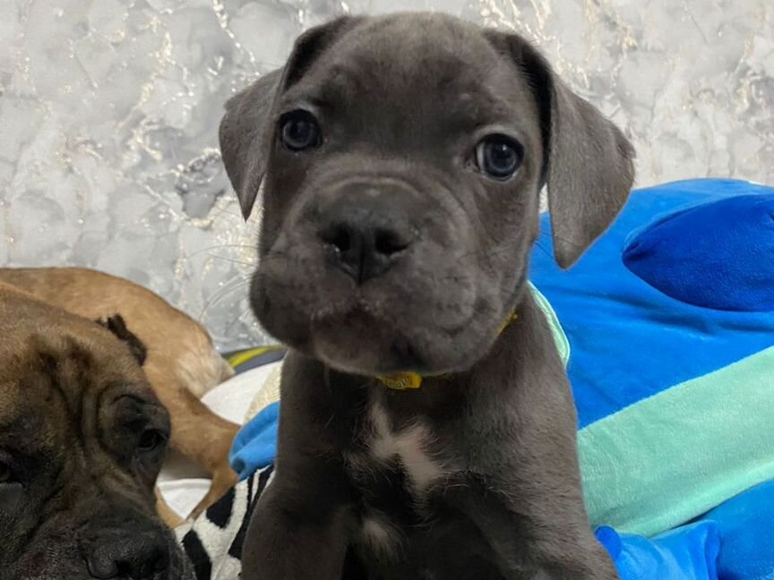 Щенки кане Корсо