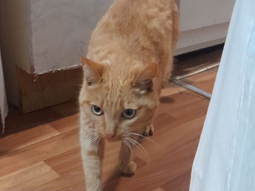 Отдам бесплатно в хорошие руки