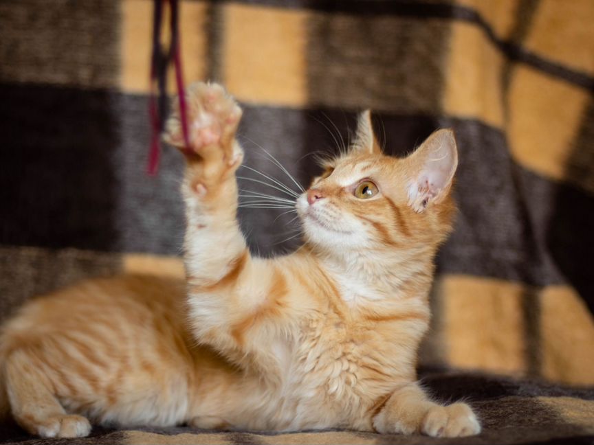 Котенок девочка 5 месяцев