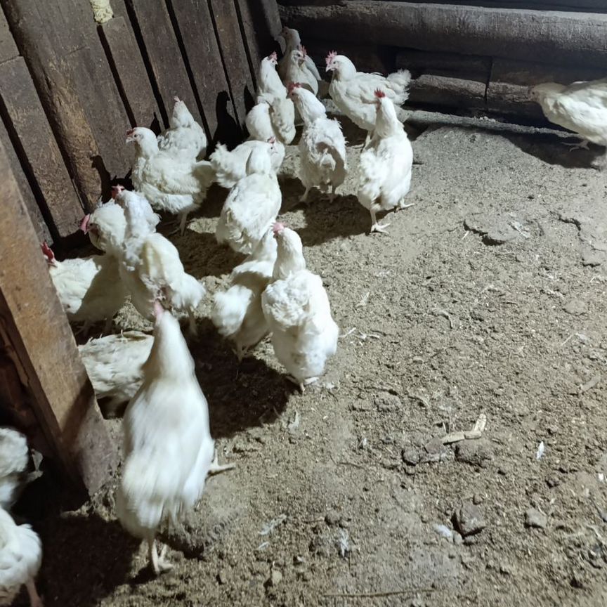 Куры несушки