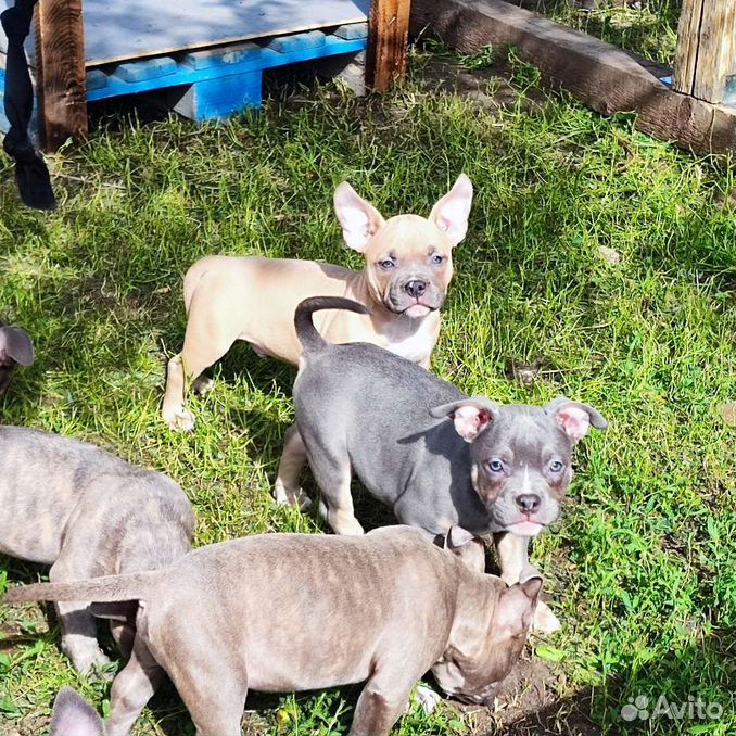 Дети Американского Булли Питомник