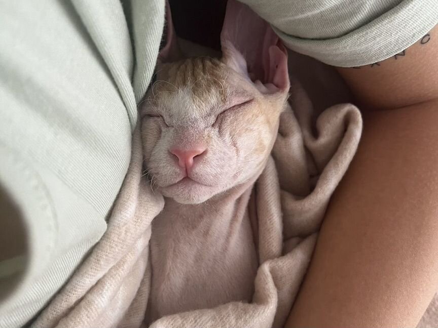 Донской сфинкс велюр