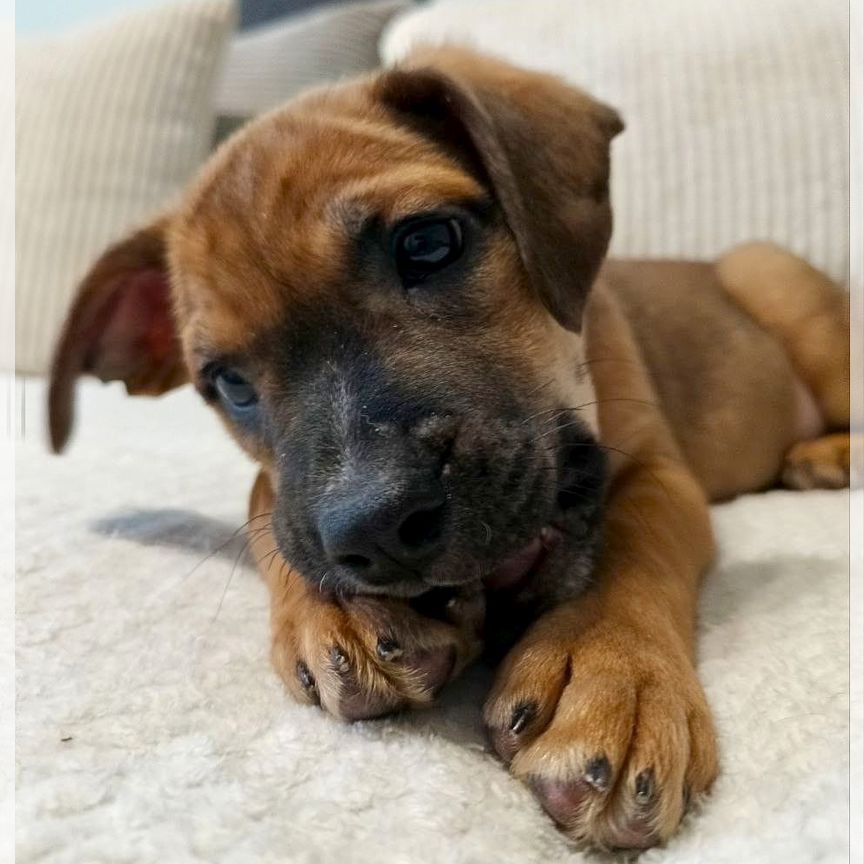 Английский бульдог, щенок