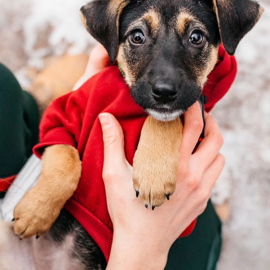 Щенок ждет свою семью