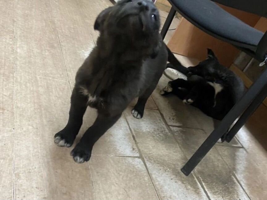 Щенок девочка, отдам (даром)