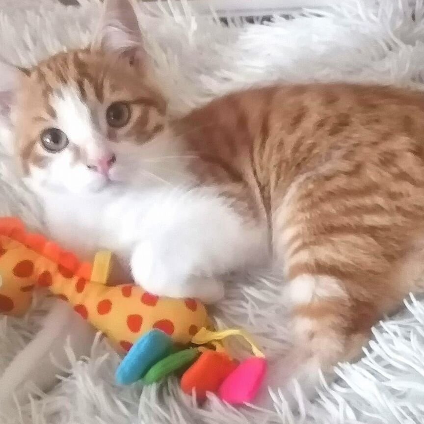 Кошка в дар