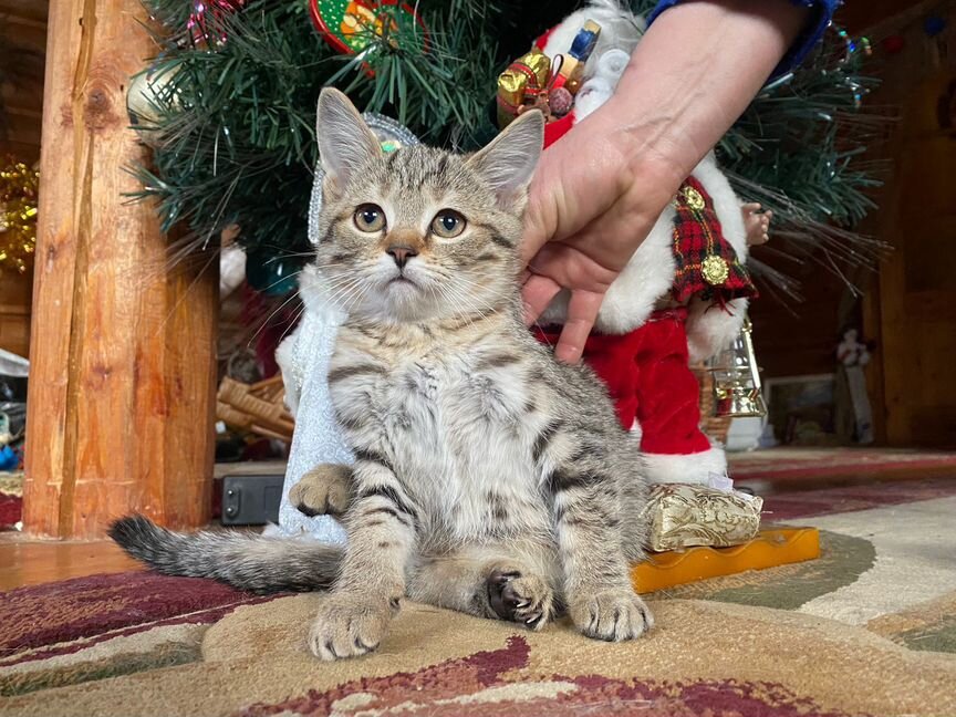 Новогодний мурлыкающий подарок