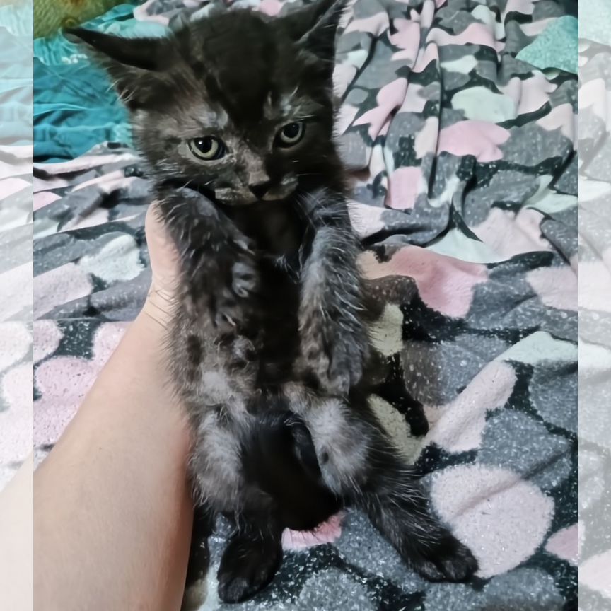 Британский короткошёрстный котёнок