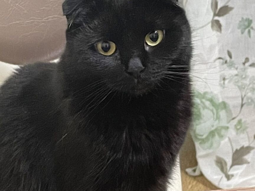 Отдам в добрые руки