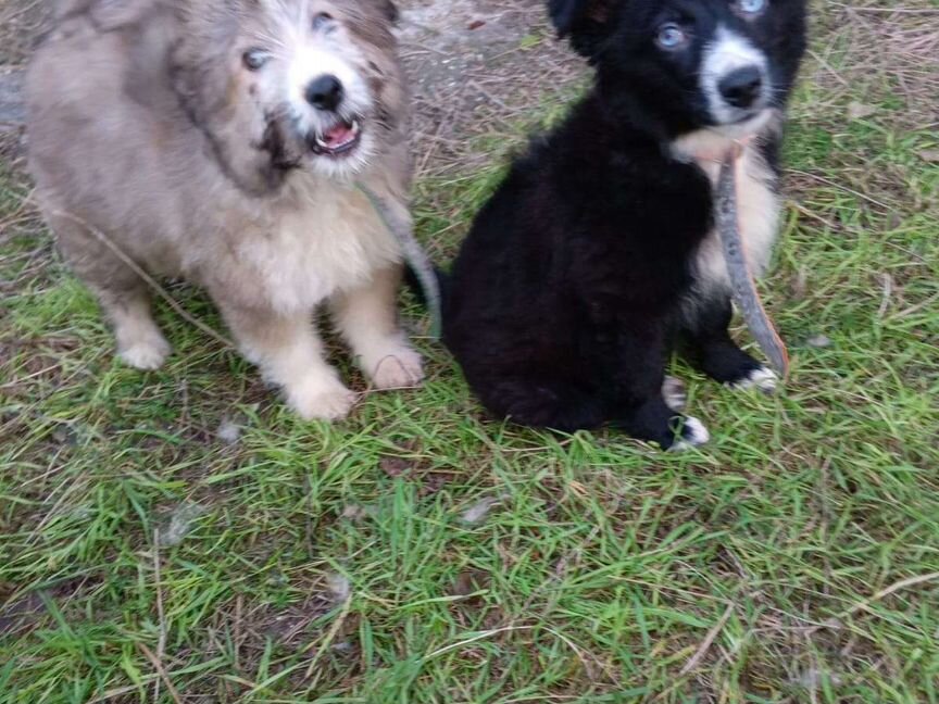 Чудо щенули в добрые руки