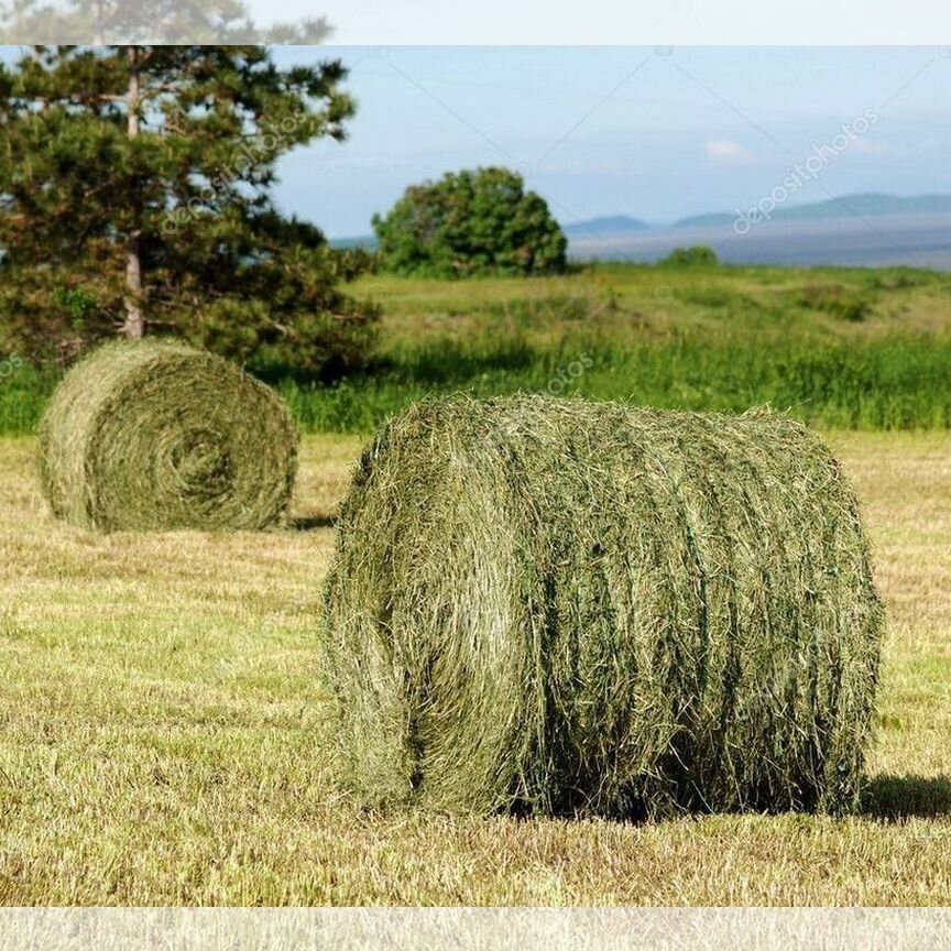 Продам сено в рулонах