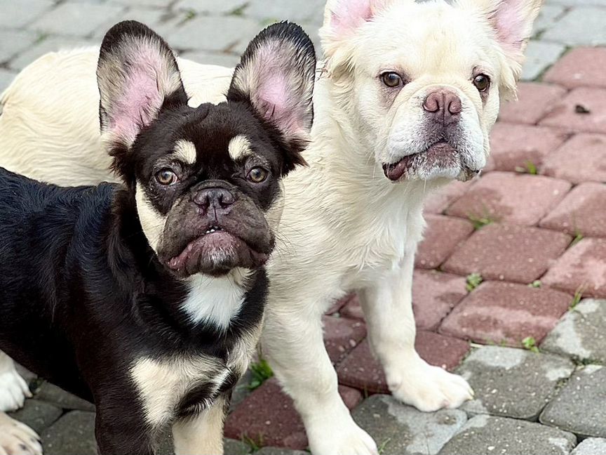 Мальчик флаффи 7 месяцев