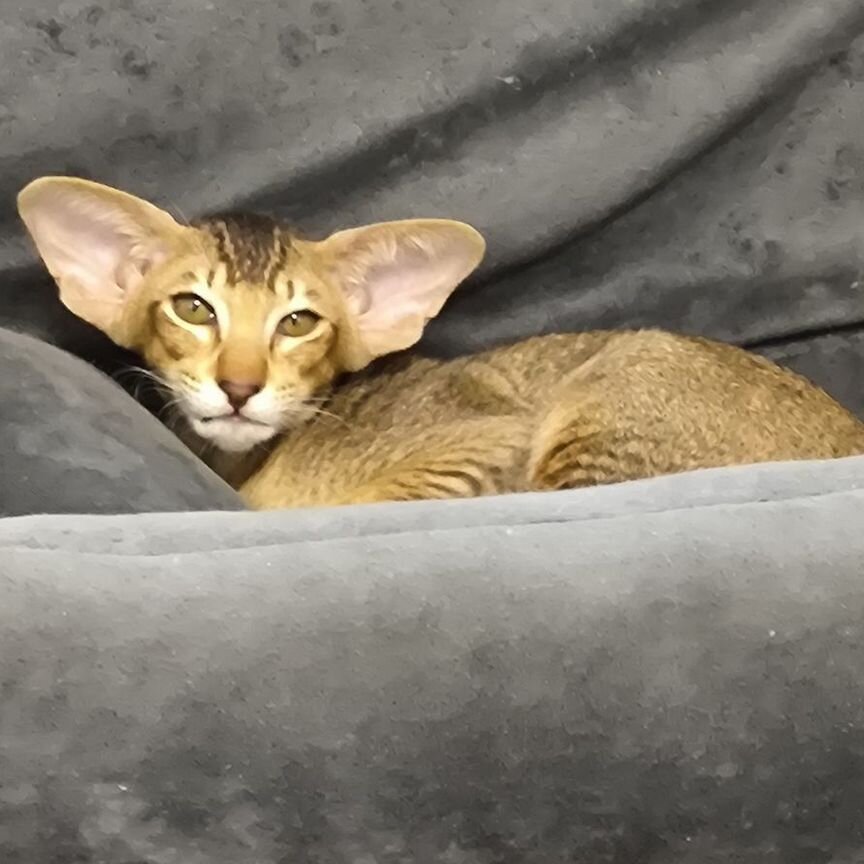 Ориентальный котёнок