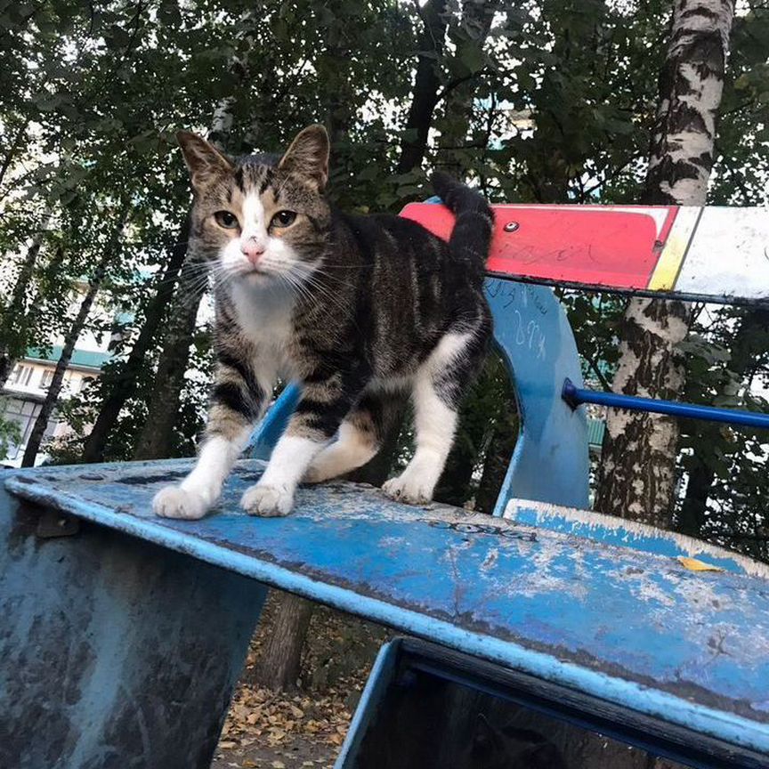Котик