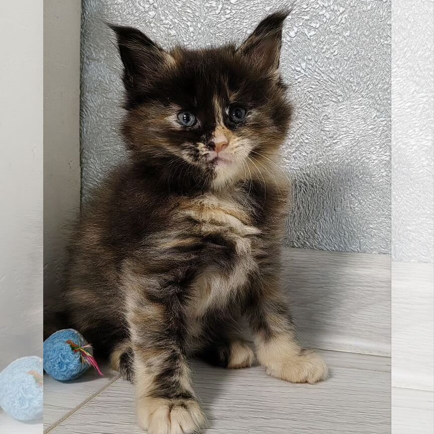 Котята мейн-кун