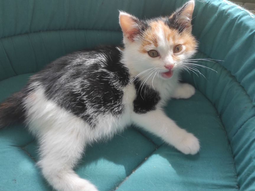 Котята 1,5-2 мес