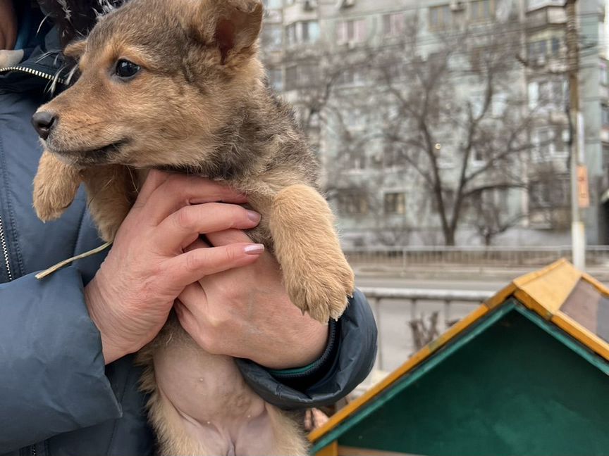 Щеночки в добрые руки
