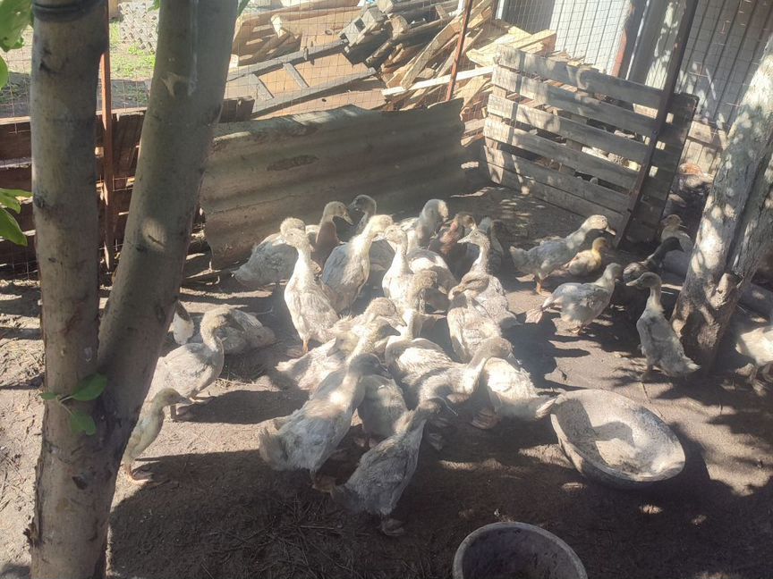 Утята Подрощеные