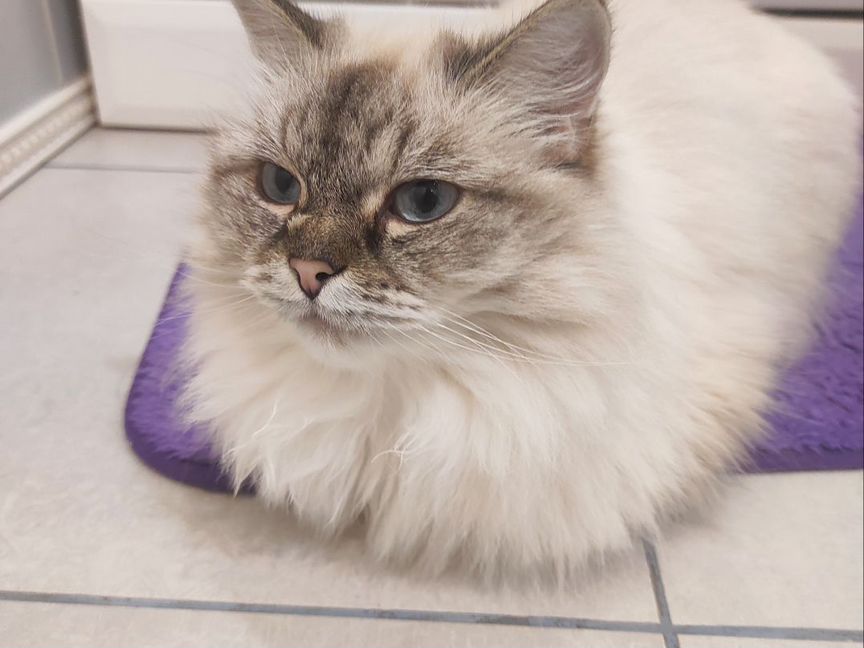 Кошечка в добрые руки