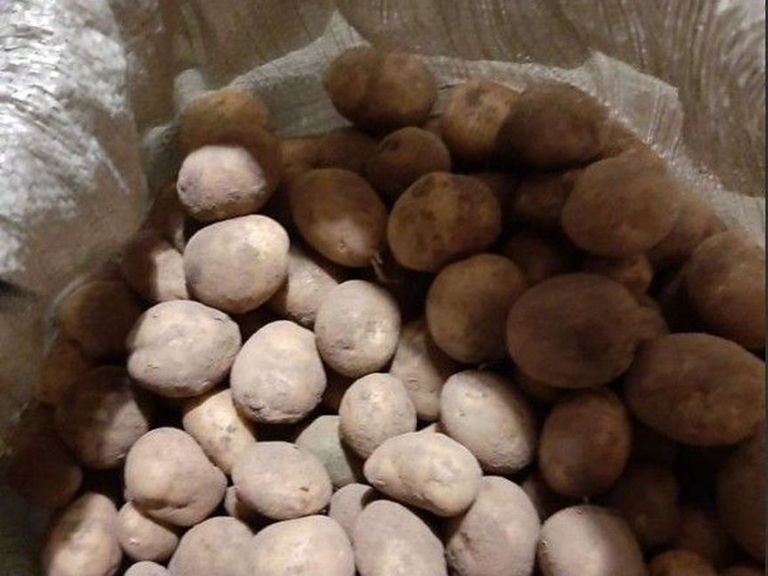 Продам картофель на корм скоту