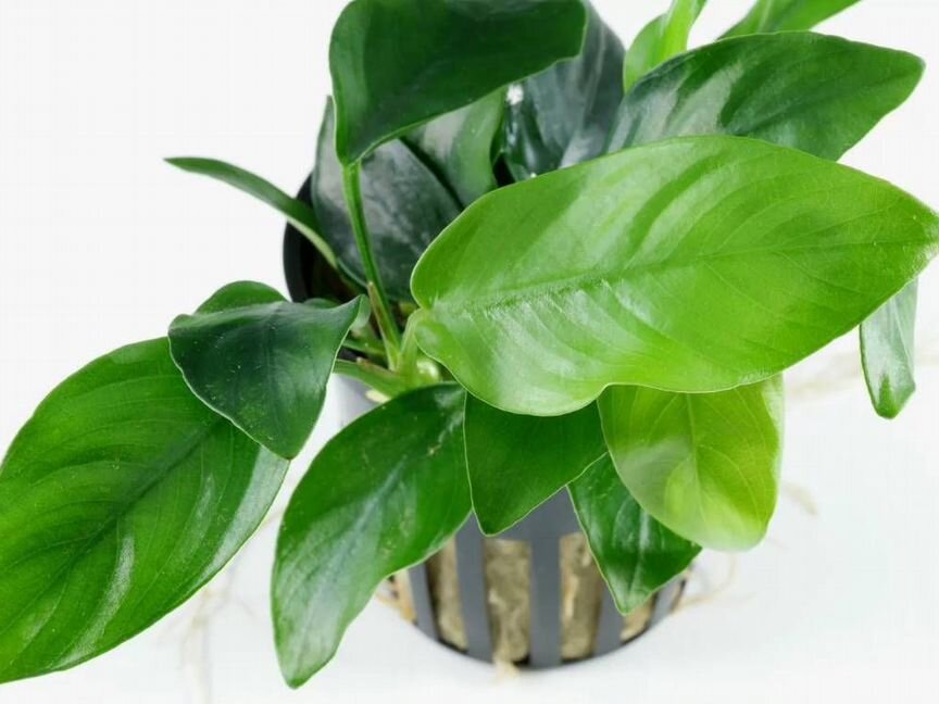 Анубиас бартери вар нана, рыбки и растения в ассор