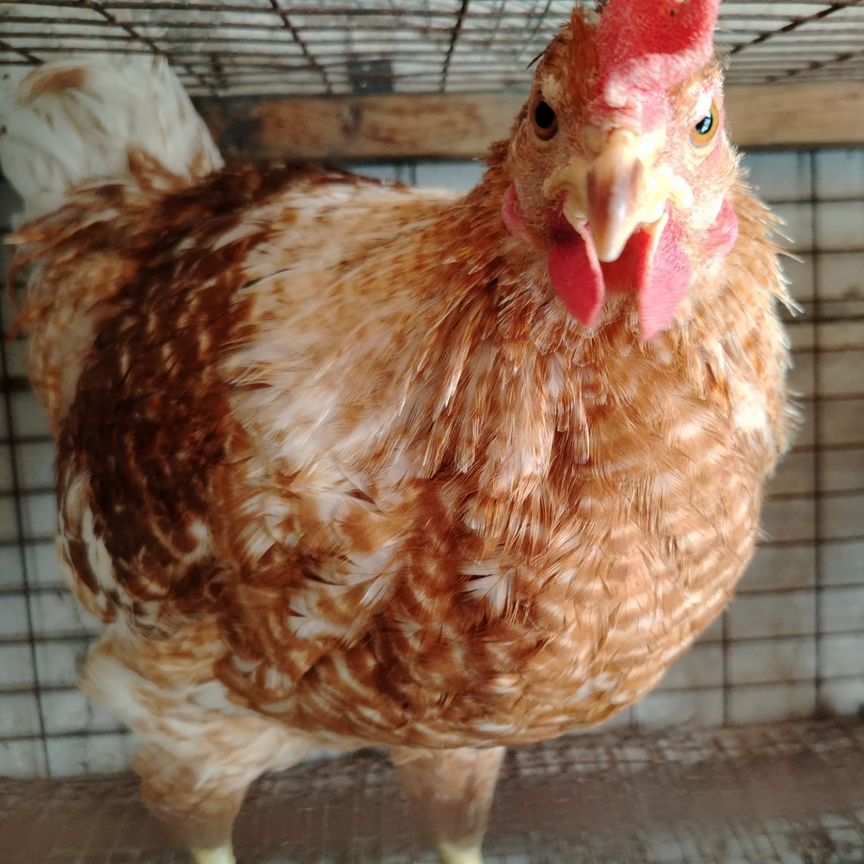 Молодые петухи