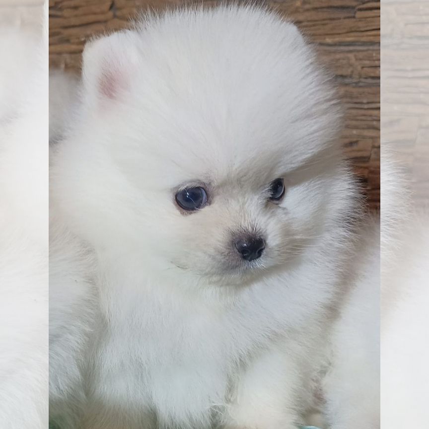 Померанский шпиц, щенок