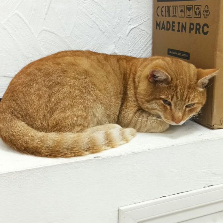 Взрослый кот в добрые руки