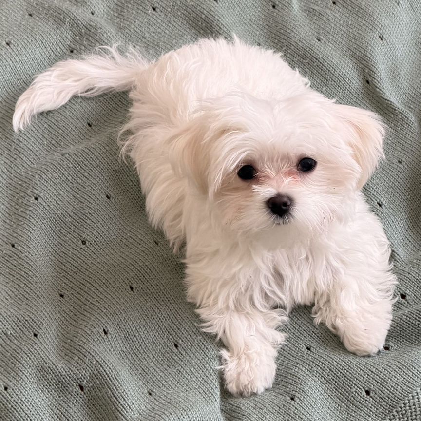 Мальтийская болонка, щенок