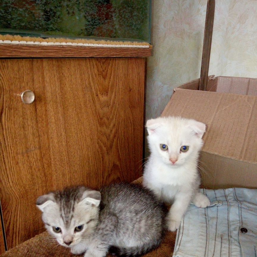 Домашние животные котята
