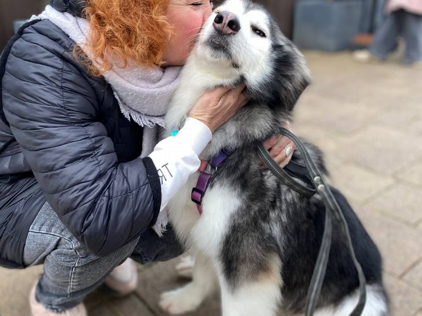 Воспитанная хаски-маламут в добрые руки