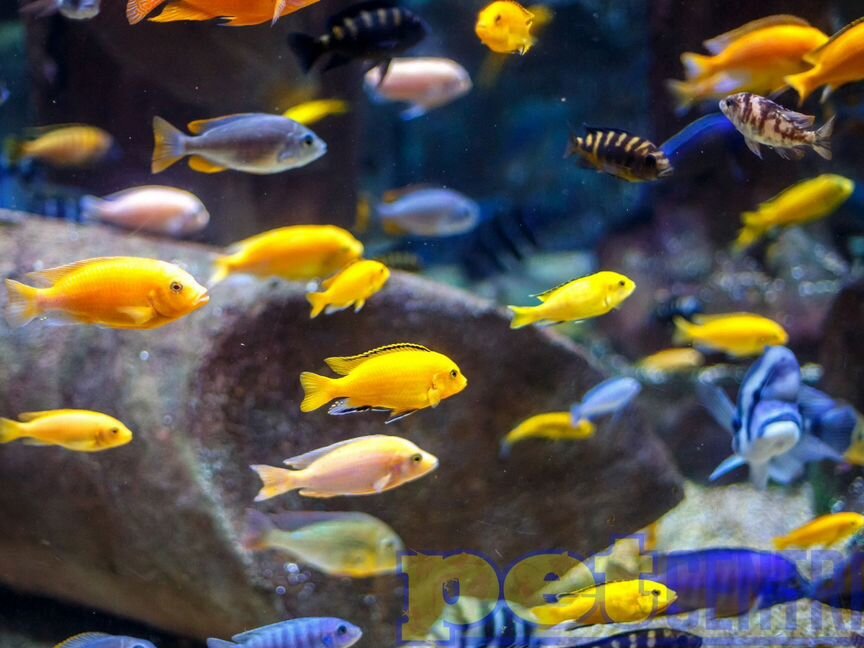 Еллоу Акары