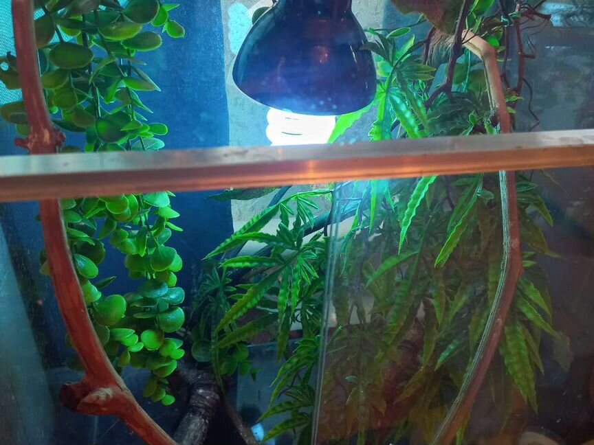 Террариум для хамелеона и др. рептилий