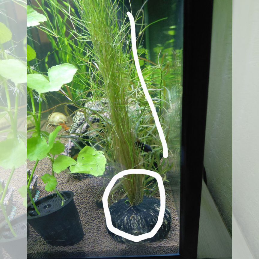 Аквариумные растения