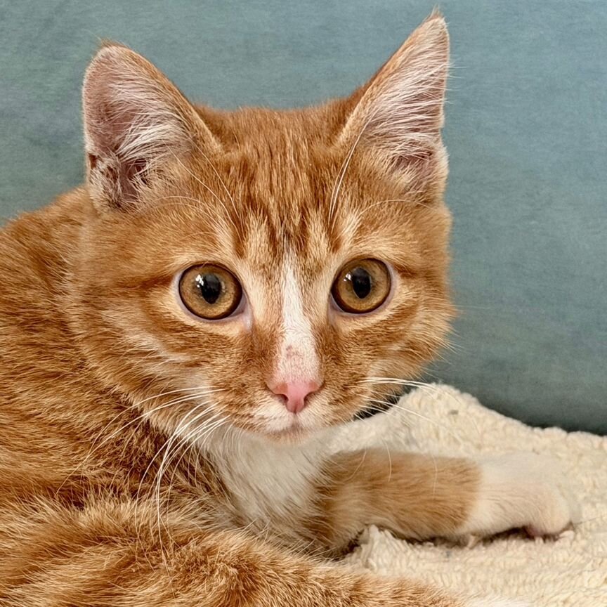 Курильский бобтейл короткошёрстный котёнок