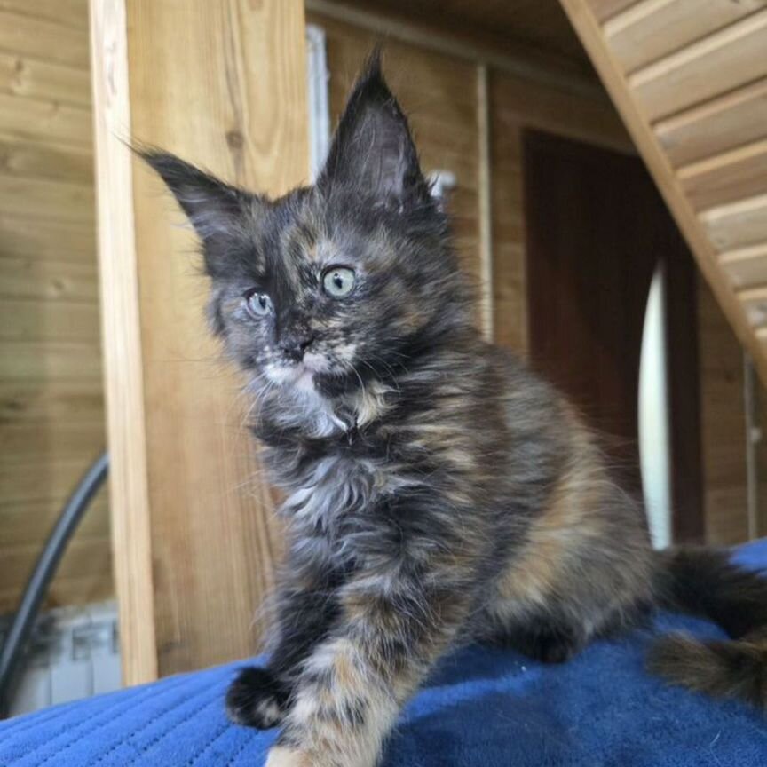 Котята мейн-кун