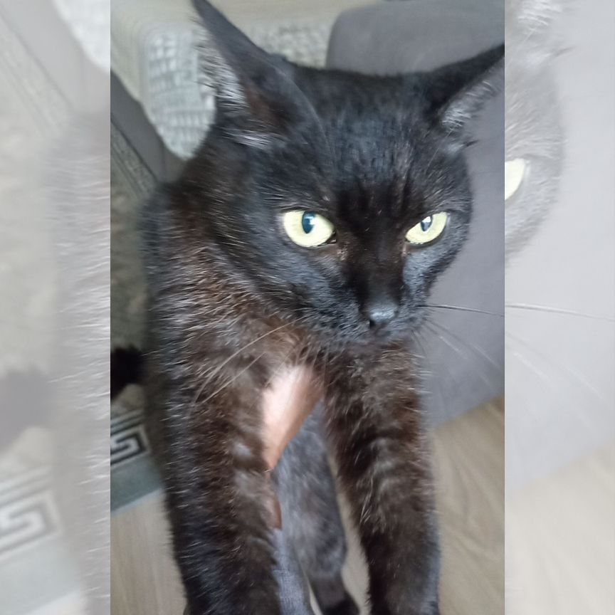 Кошки